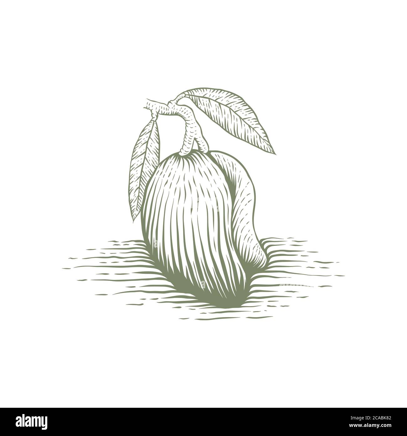 Mango Tree Pencil Drawing