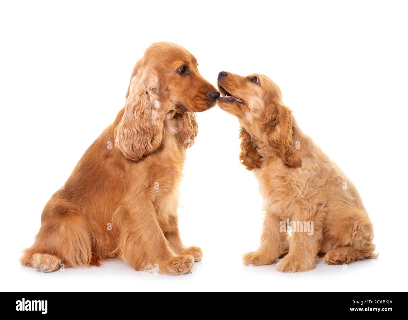 two cocker spaniel in front of white background Stock Photo - Alamy