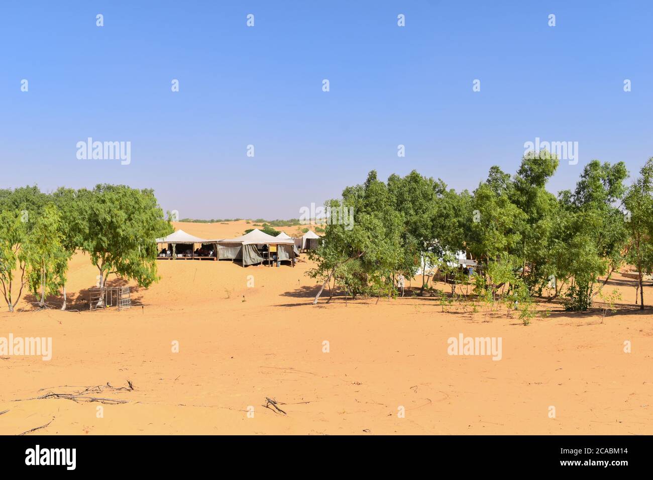 low angle shot of trees and tents in a desert area Stock Photo - Alamy