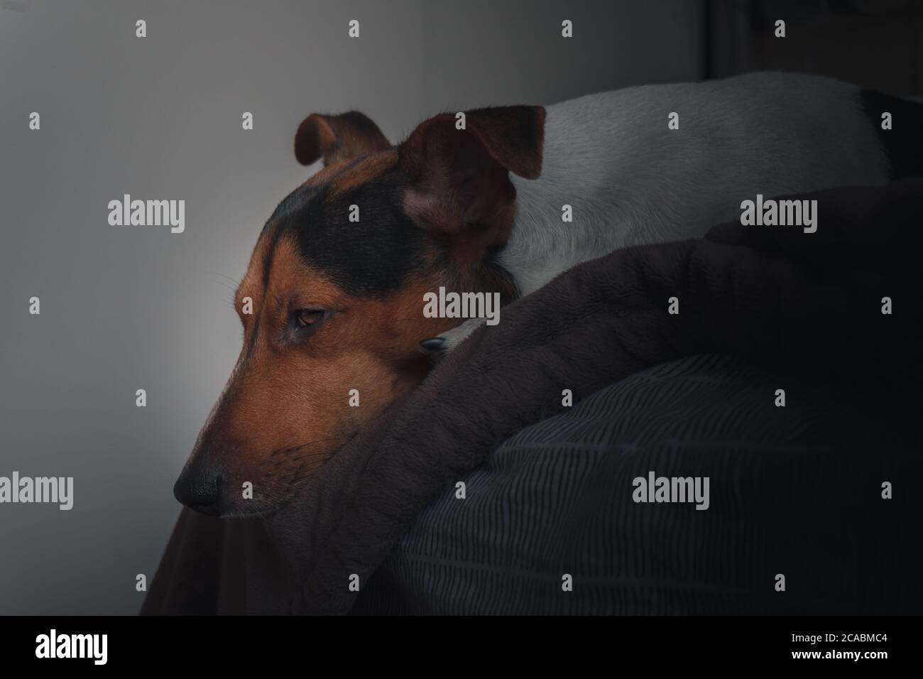 Jackrussellterrier hi-res stock photography and images - Alamy