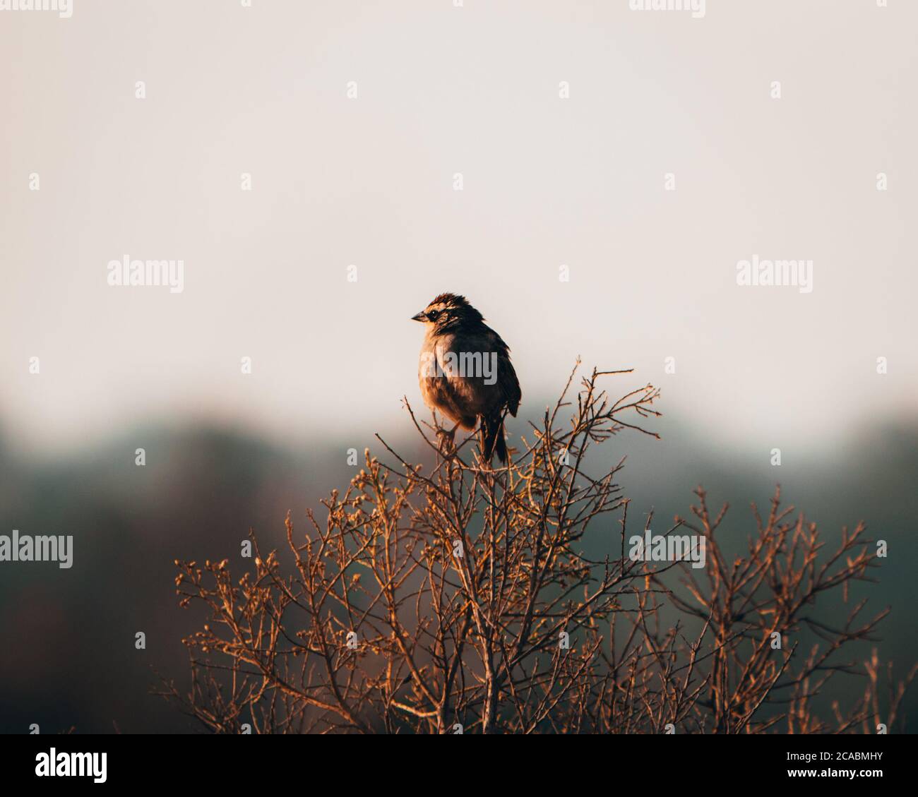 Bird life cycle hi-res stock photography and images - Alamy