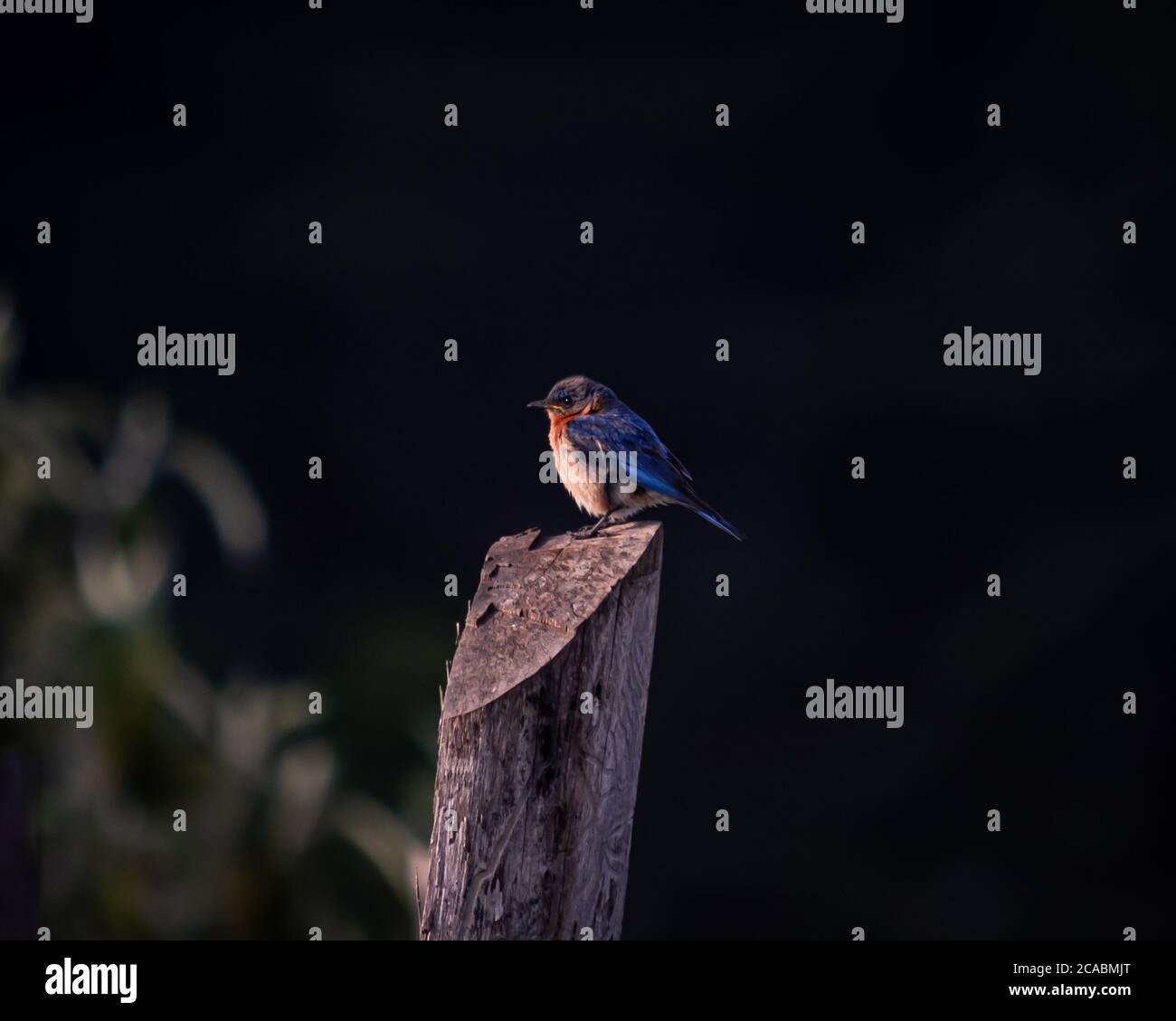 Bird life cycle hi-res stock photography and images - Alamy