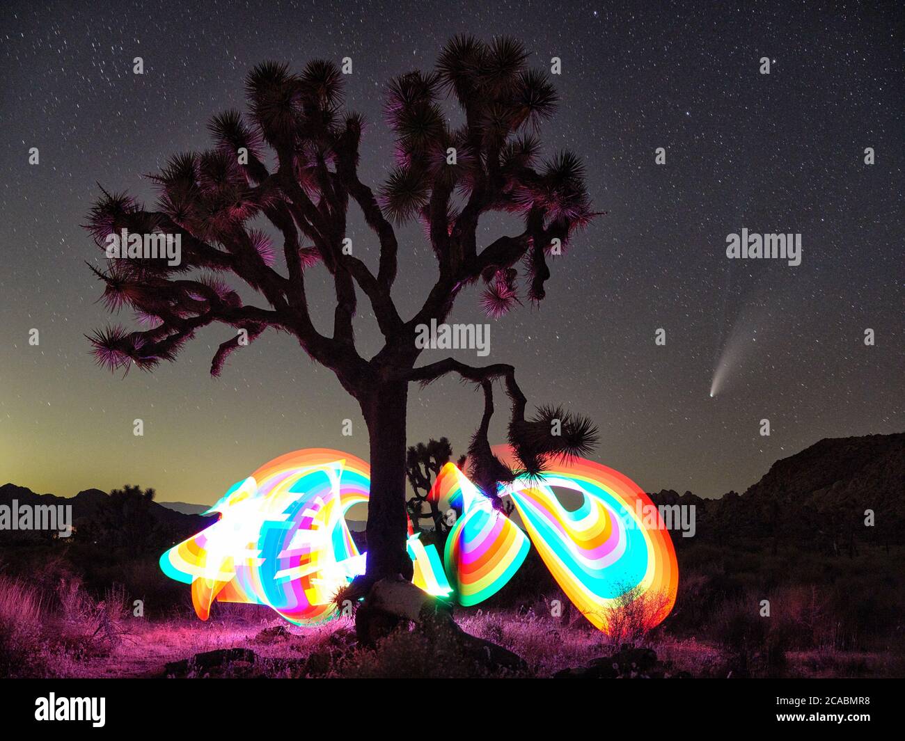 Comet Neowise during hot summer night next to Joshua tree Stock Photo ...