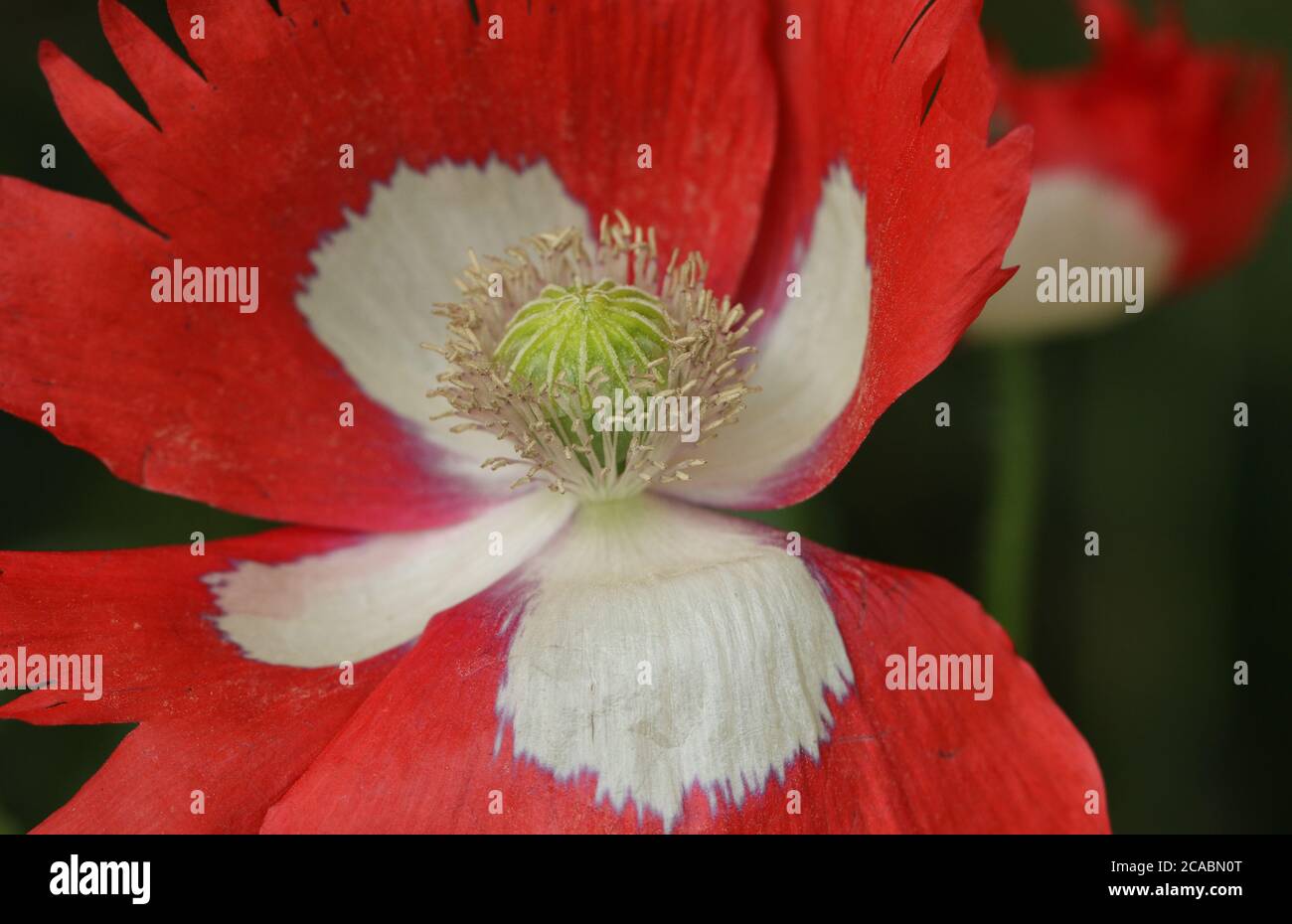 Danish flag poppy hi-res stock photography and images - Alamy