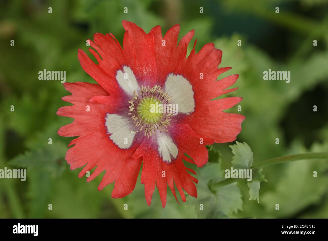 Danish flag poppy hi-res stock photography and images - Alamy