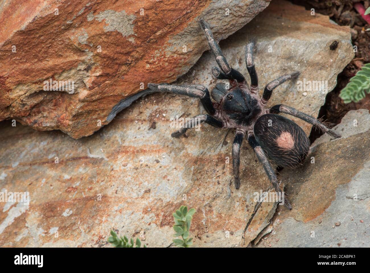 Hapalotremus vilcanota, a new species described in 2018. This is the ...