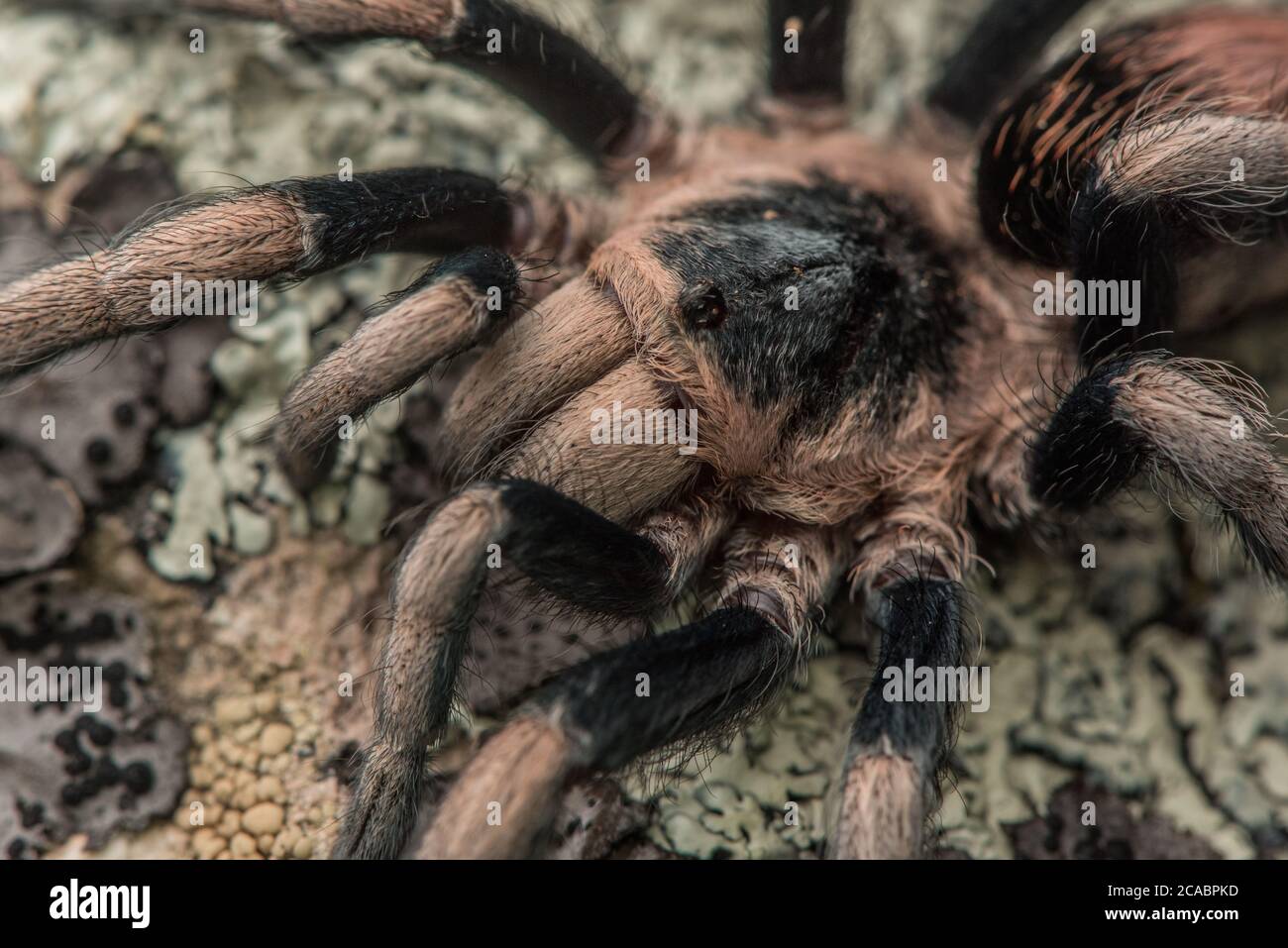 Tarantula peru hairy spider hi-res stock photography and images - Alamy