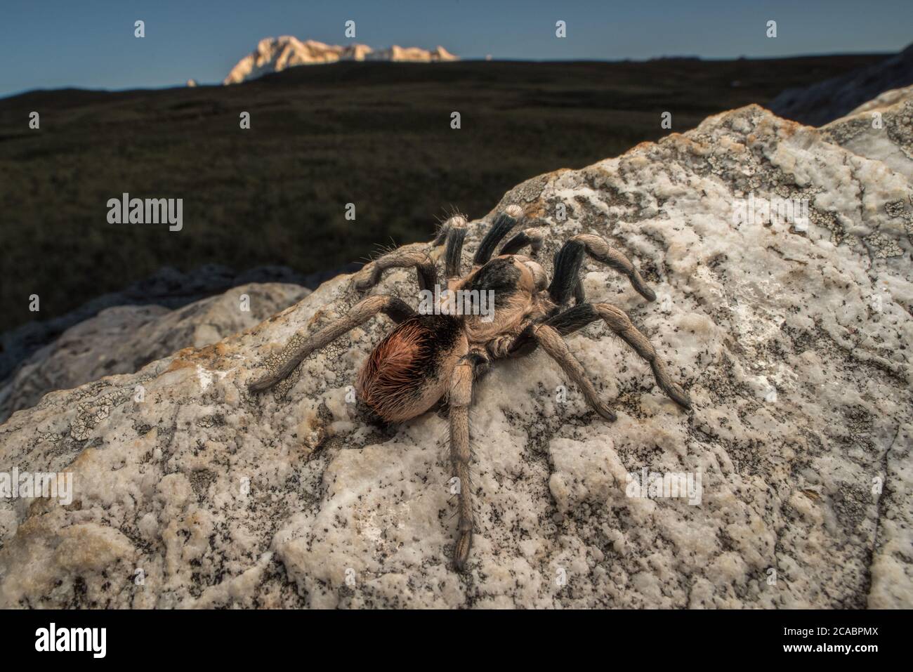 Hapalotremus vilcanota, a new species described in 2018. This is the ...