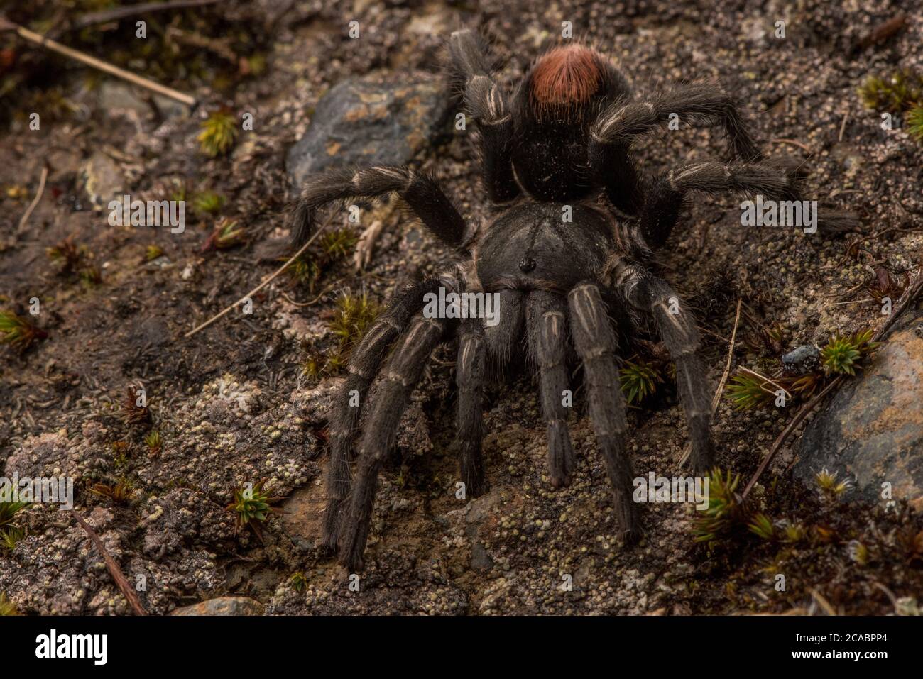 A Hapalotremus species of tarantula occurring in the High Andes of Peru ...