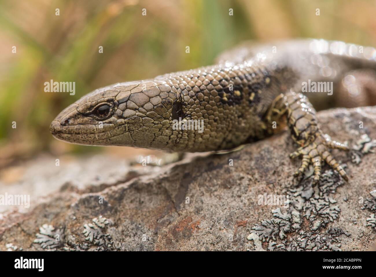 A Proctoporus lizard from the high Andes of Peru. Little is known about ...