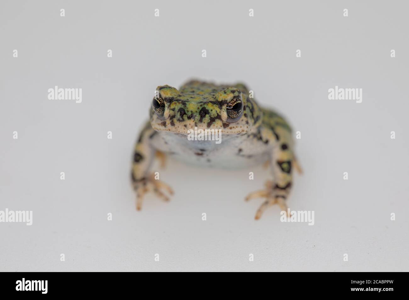 Western Green Toad Stock Photo - Alamy