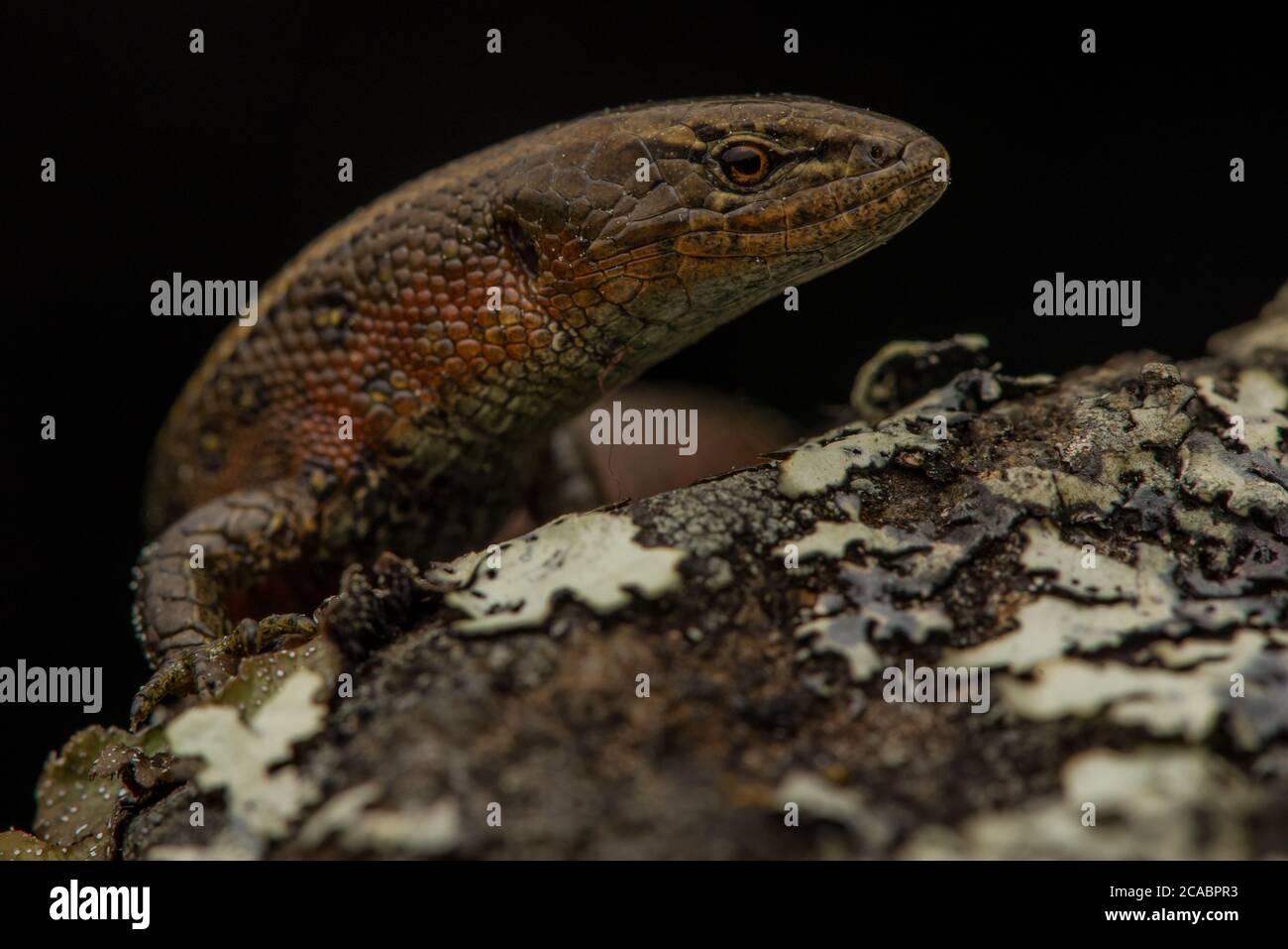 Proctoporus hi-res stock photography and images - Alamy