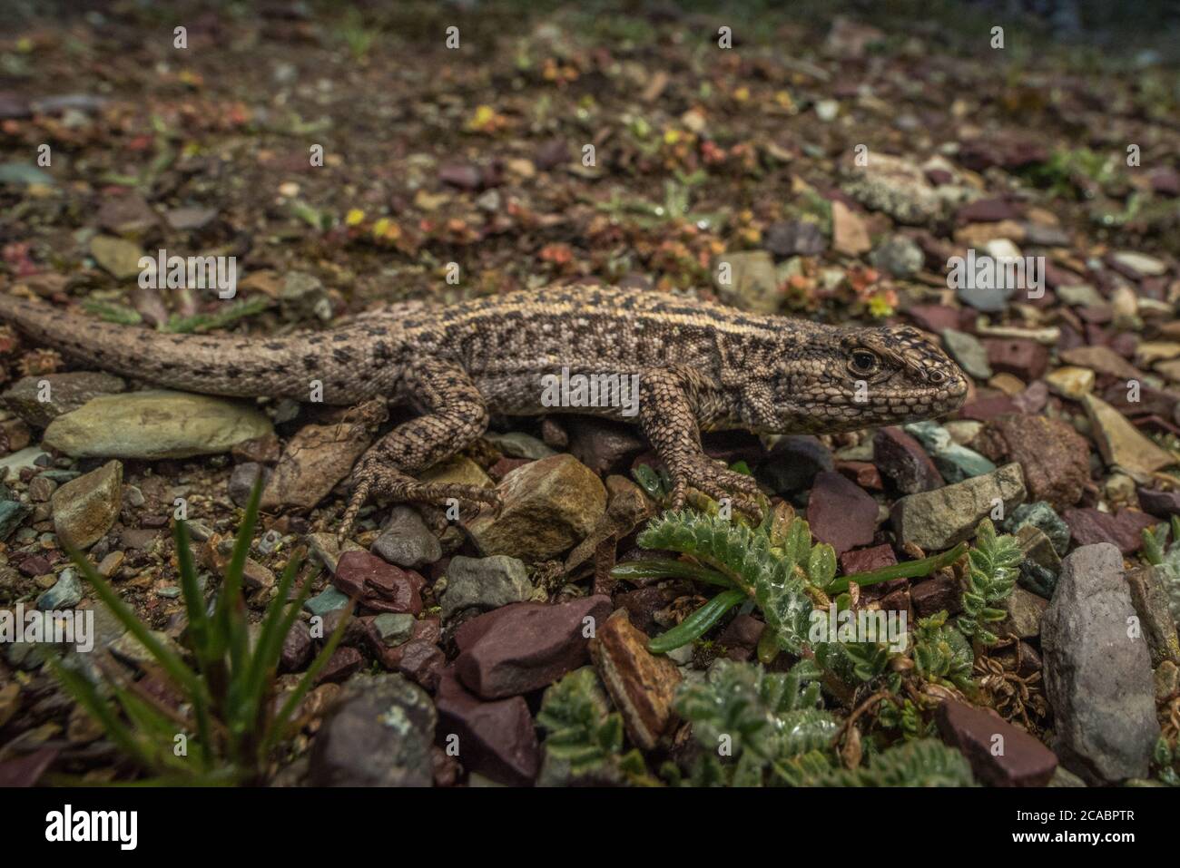 Swift lizard hi-res stock photography and images - Alamy