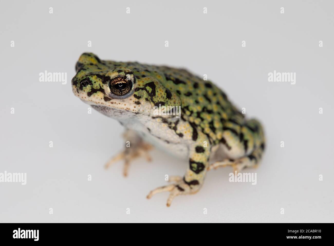Western Green Toad Stock Photo - Alamy