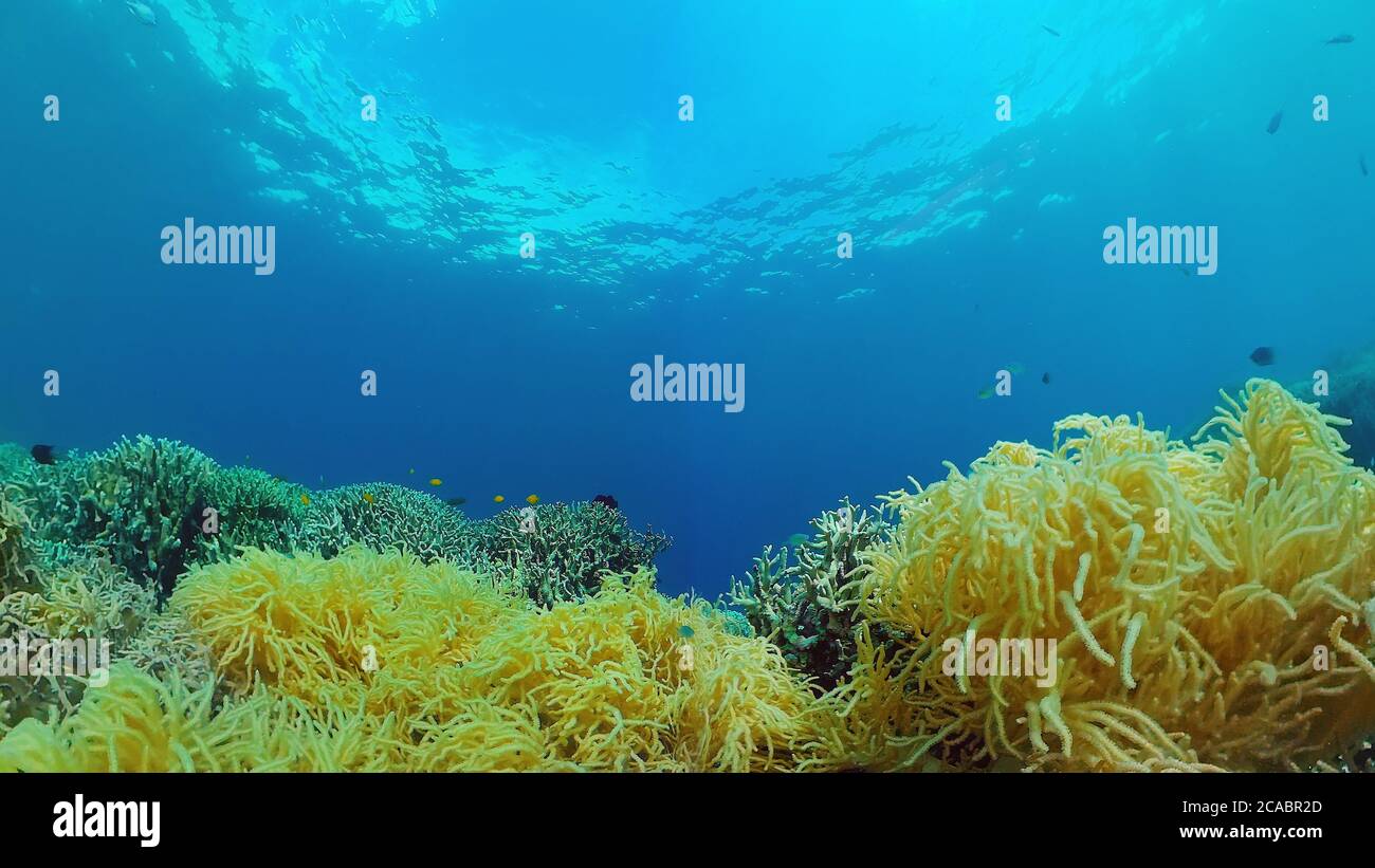 Beautiful underwater world with coral reef and tropical fishes. Panglao ...