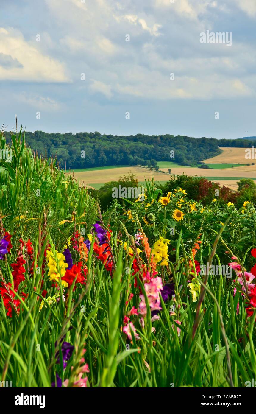 A big field of many gladiolus in different colours in front of a german ...