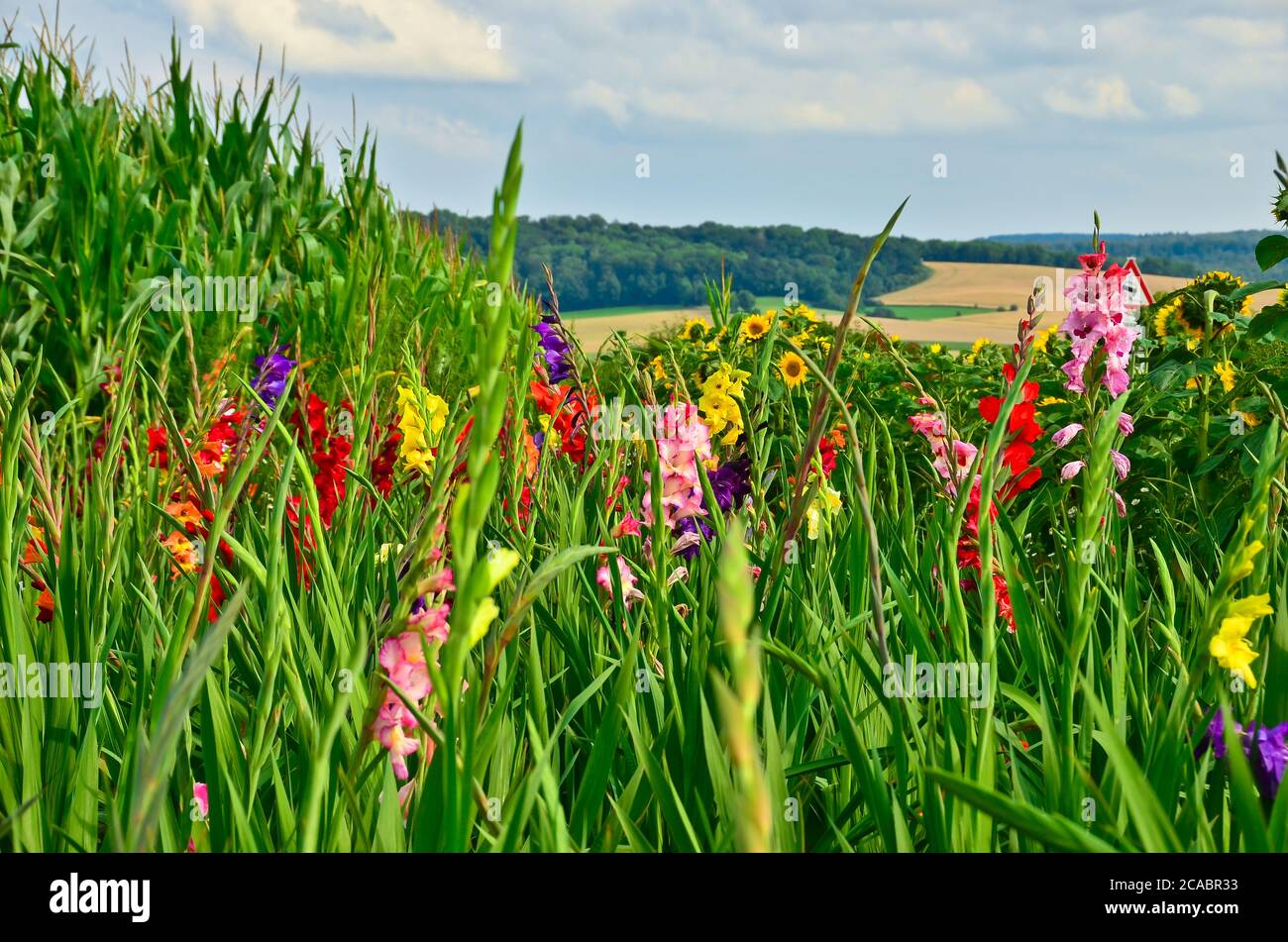 A big field of many gladiolus in different colours in front of a german ...