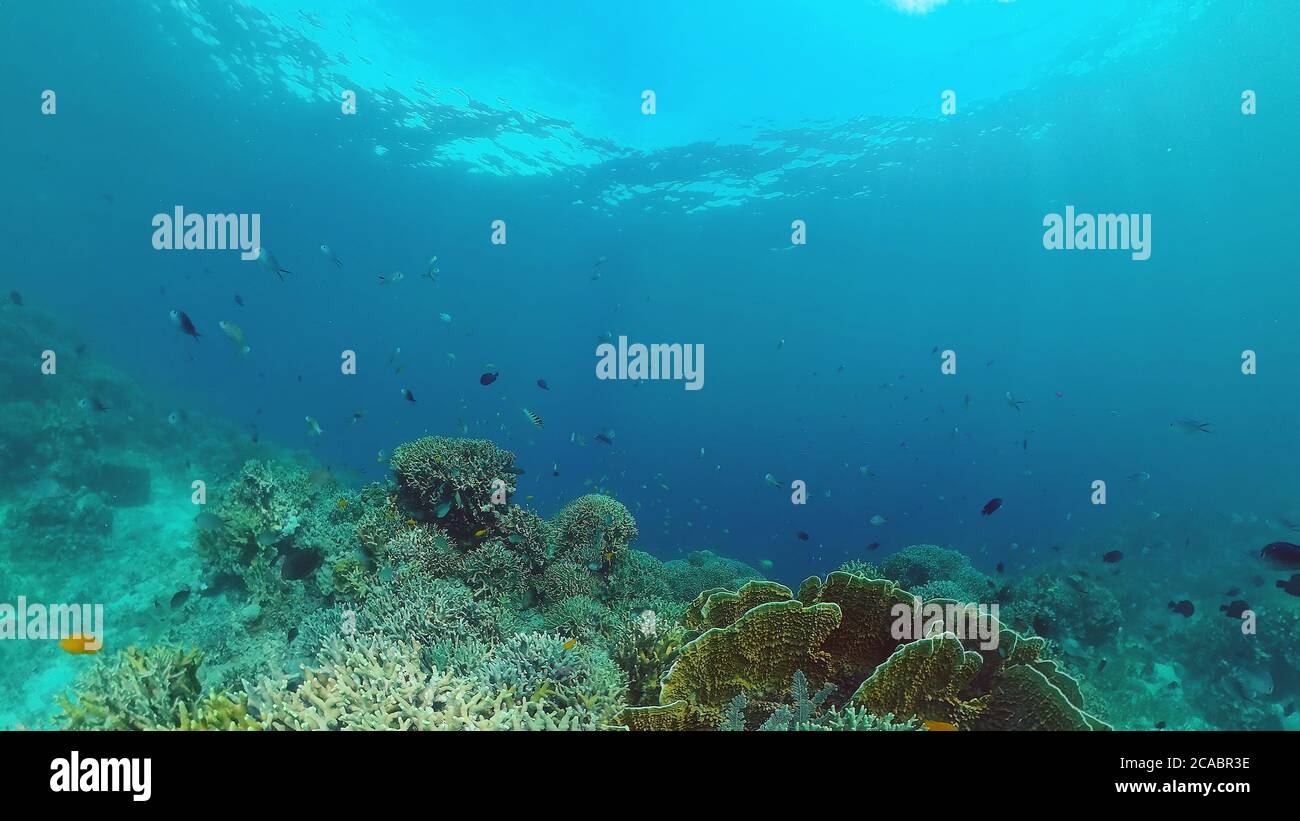 Tropical fishes and coral reef at diving. Underwater world with corals ...