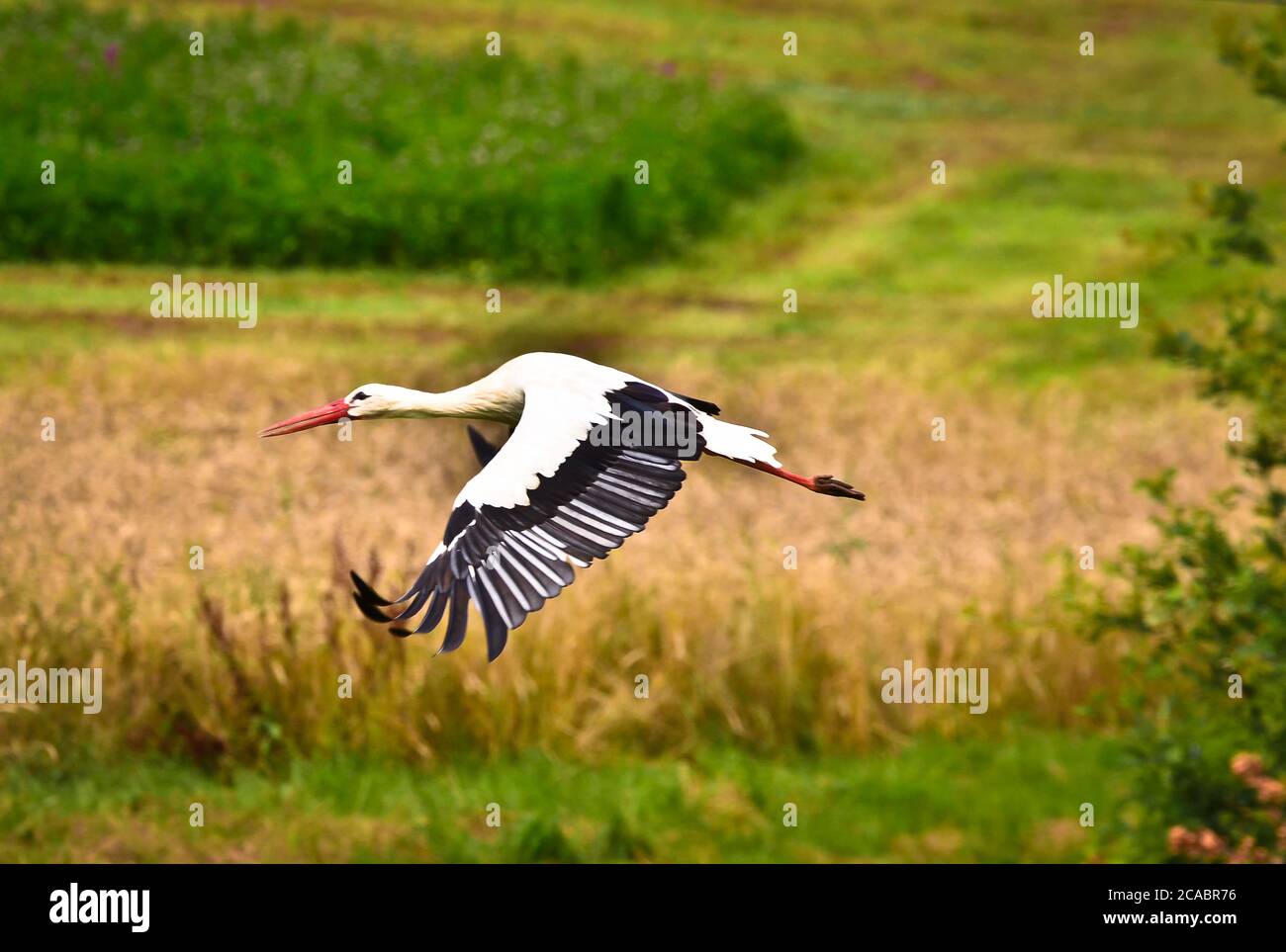 Beauty white stork flying hi-res stock photography and images - Alamy