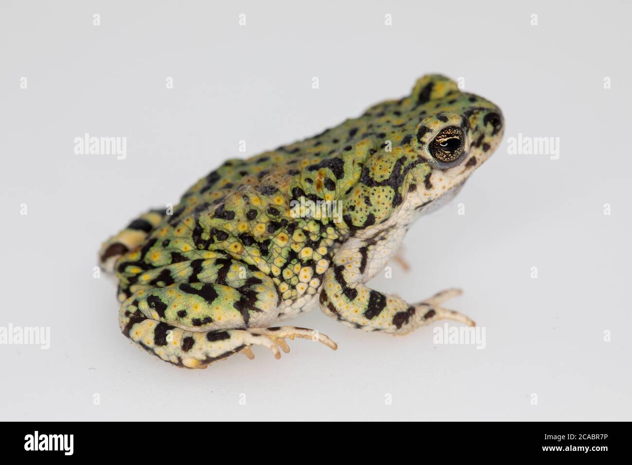 Western Green Toad Stock Photo - Alamy