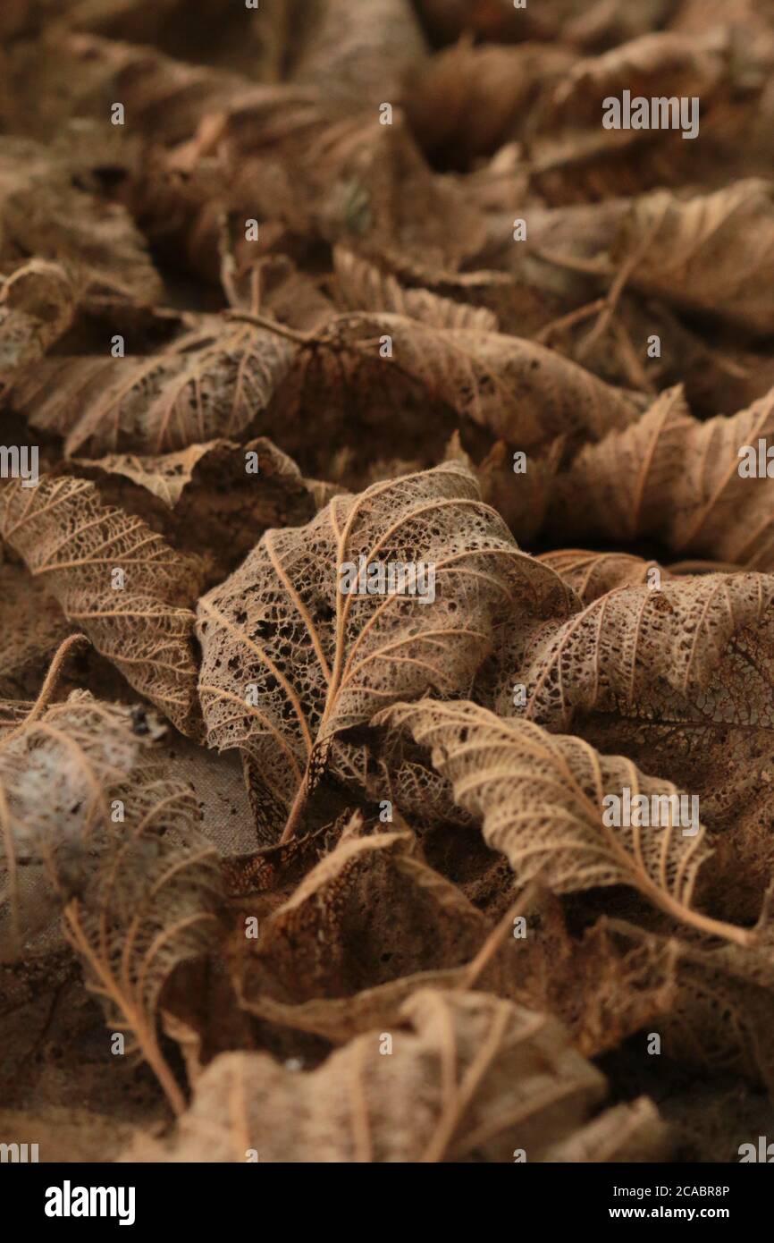 Crisp, brown autumn leaves lying in a pile on the ground Stock Photo ...