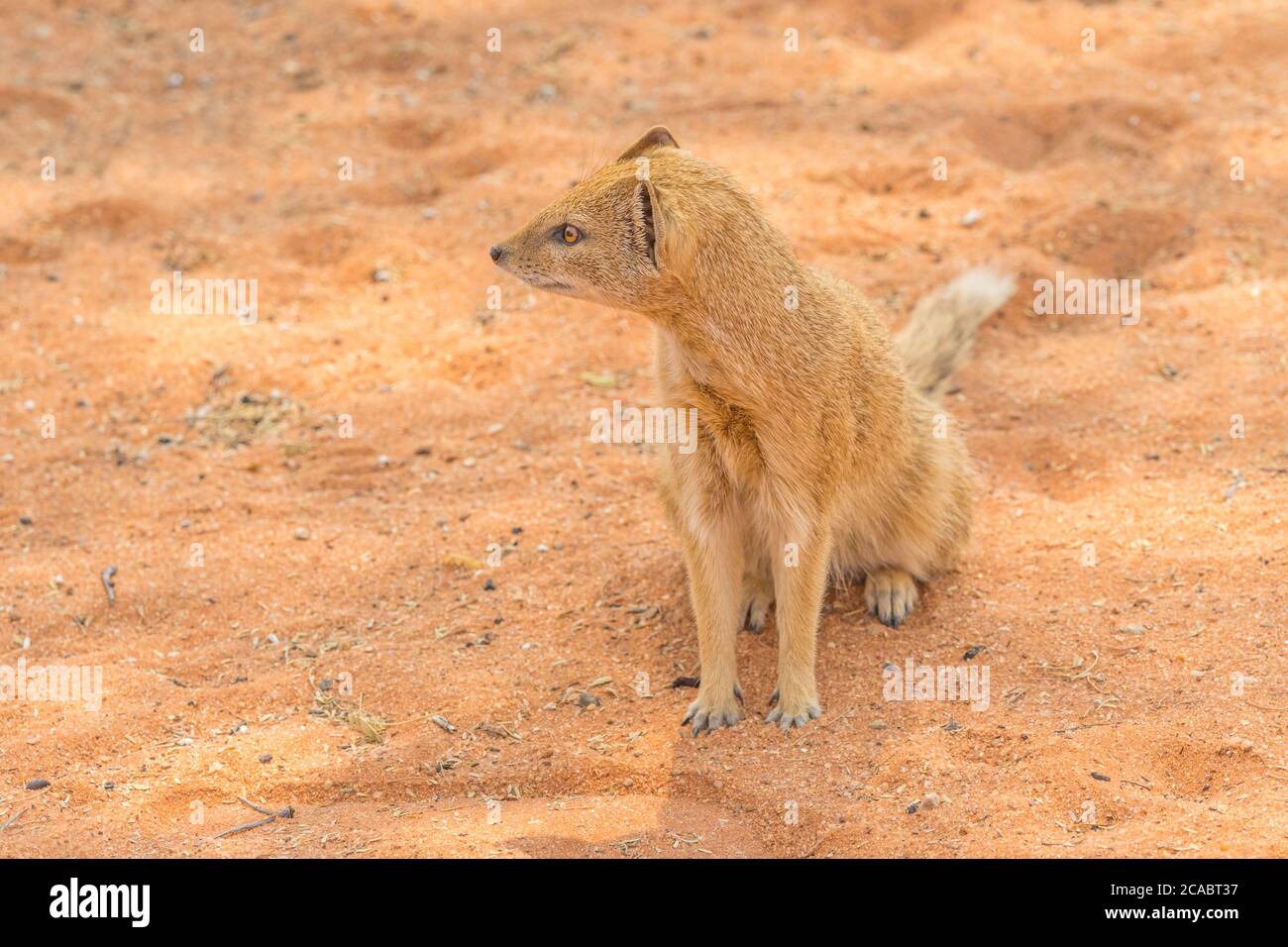 A yellow mongoose in the Kgalagadi Transfrontier Park, situated in the ...