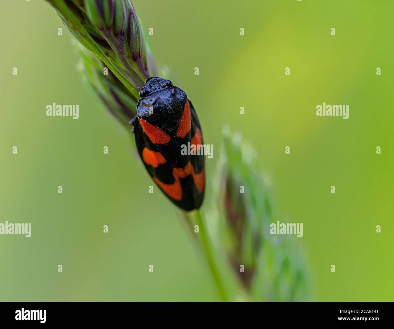 Common froghopper bug hi-res stock photography and images - Alamy