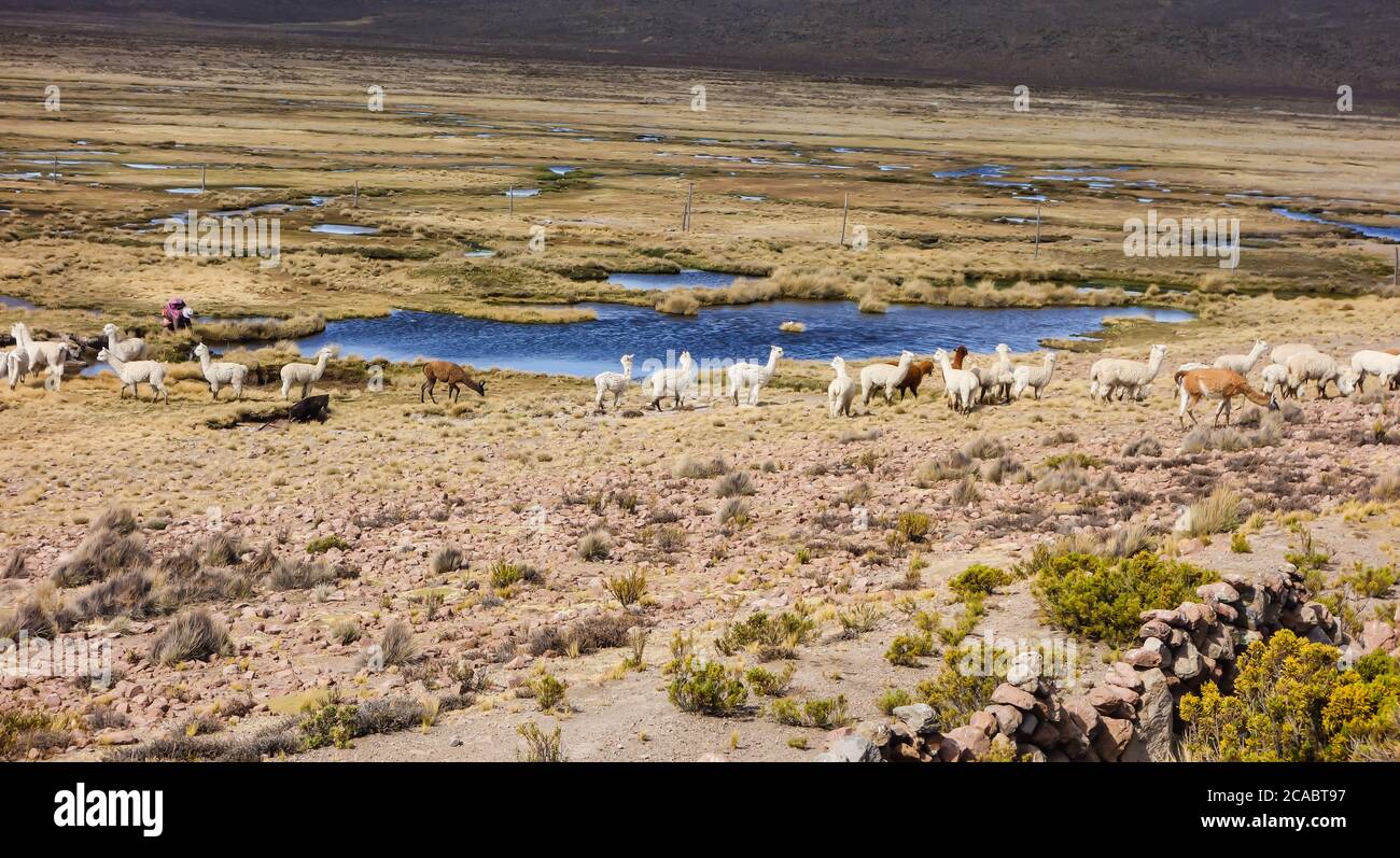 Freshwater grazing marsh hi-res stock photography and images - Alamy