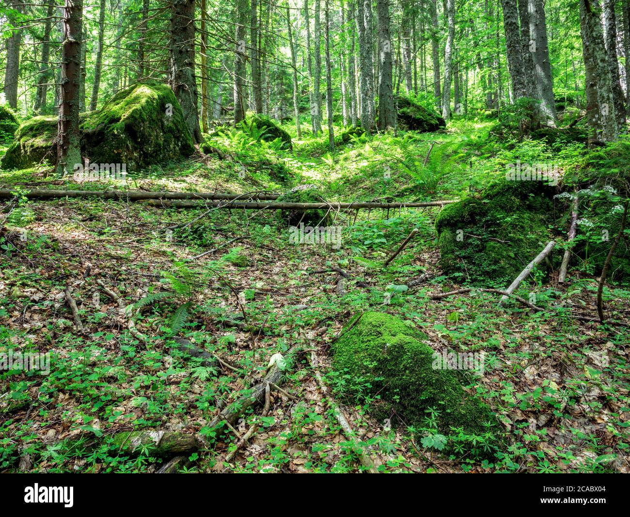 Forest scenery landscape in the Carpathian Mountains. in Romania Stock ...
