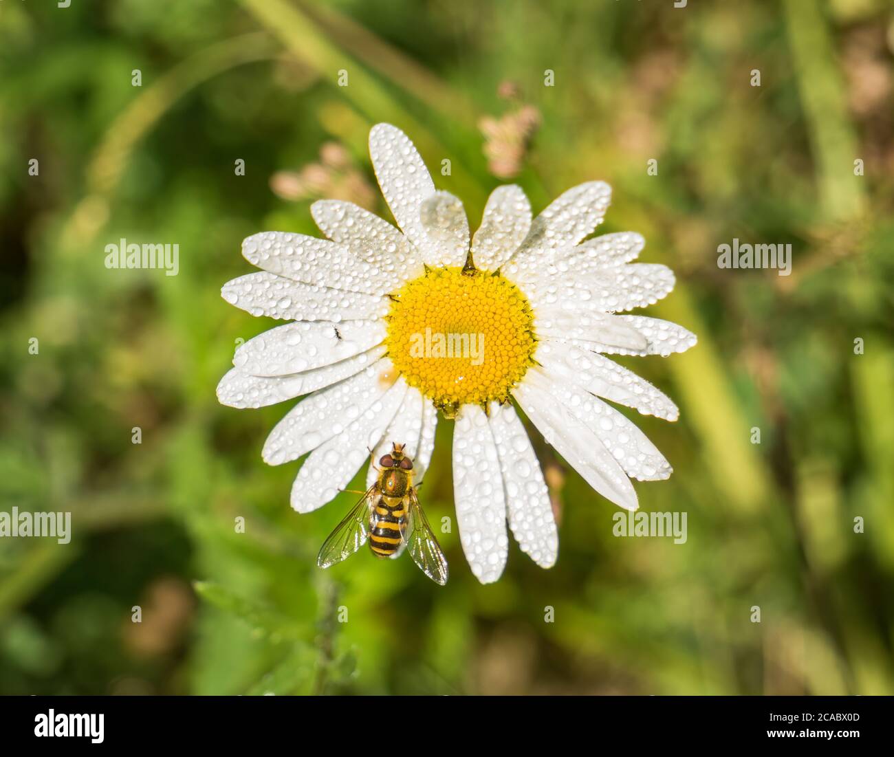 Leucanthemum vulgare also known as ox-eye daisy, oxeye daisy, dog daisy ...