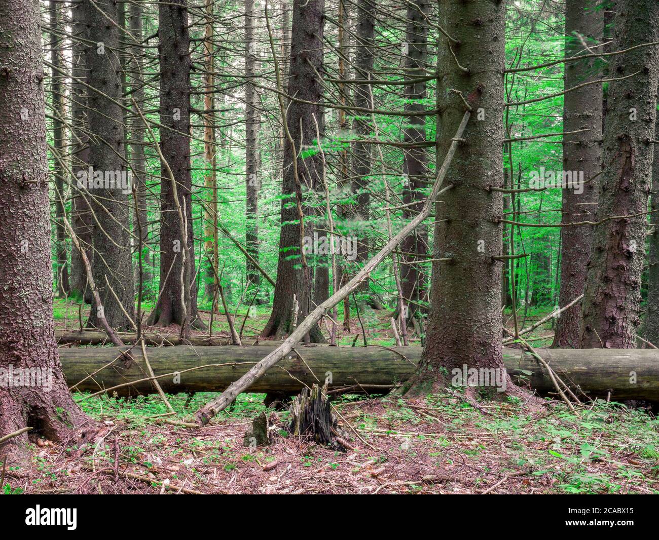 Forest scenery landscape in the Carpathian Mountains. in Romania Stock ...