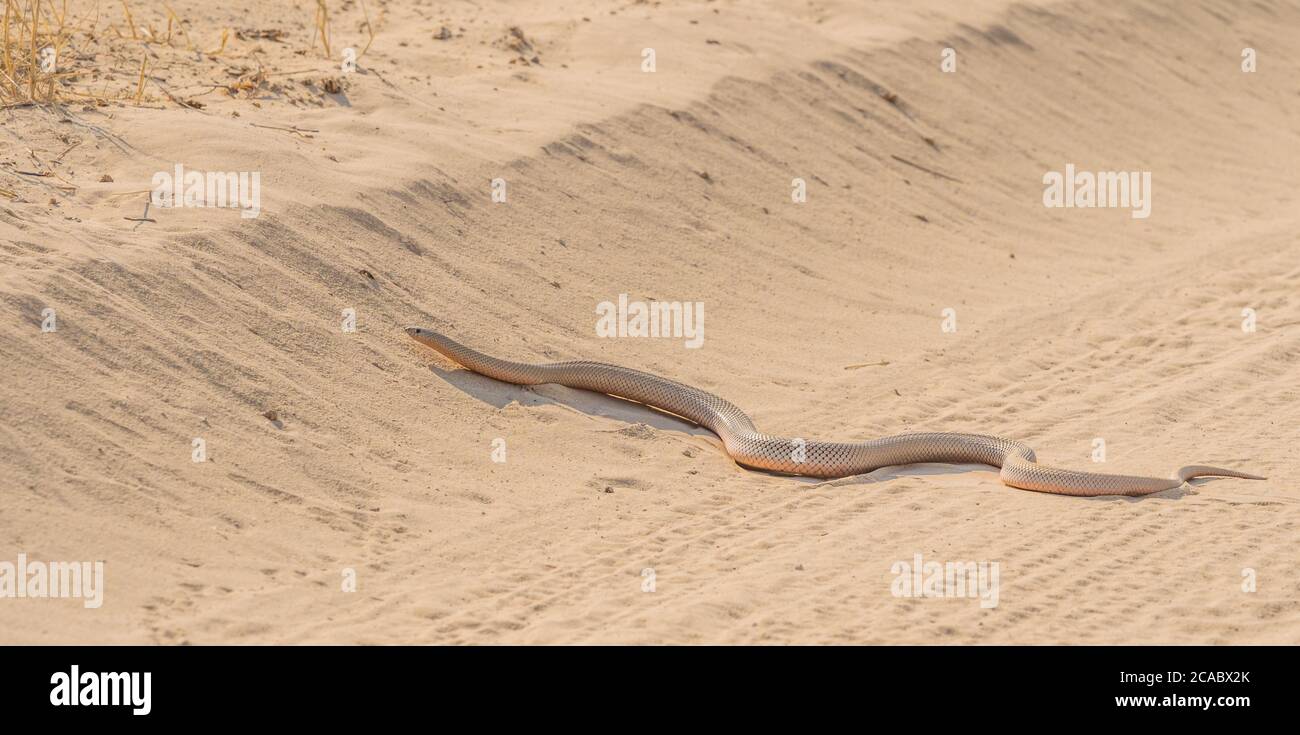 Mole snake hi-res stock photography and images - Alamy