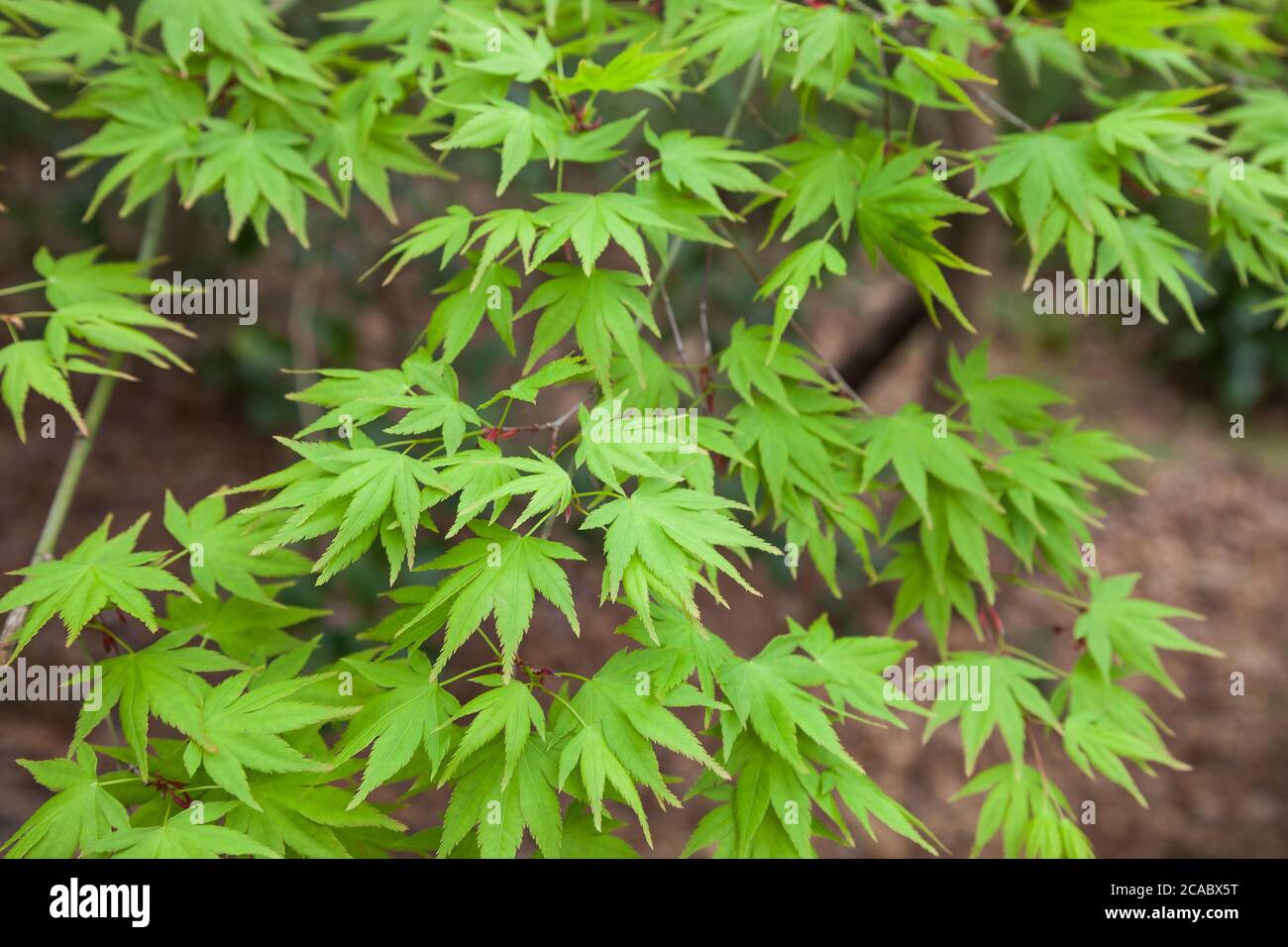 Green maple leaf., three maple leaves have changed color in fall Stock ...