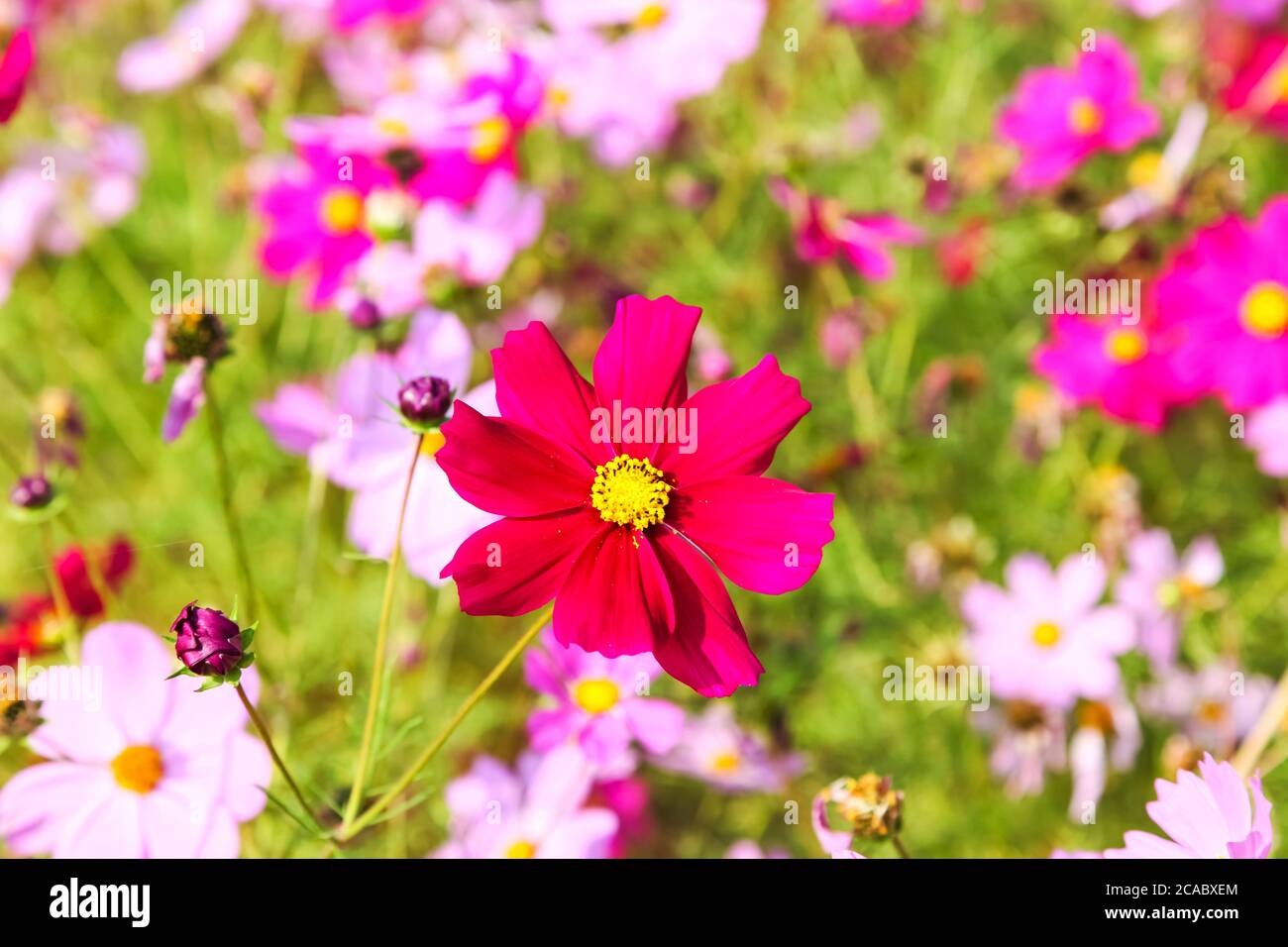 Cosmos flower., Blooming cosmos flowers., beautiful spring Cosmos ...