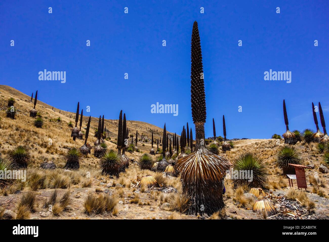 Beautiful view of the Puya Raimondii plants in the Andes, Peru Stock ...