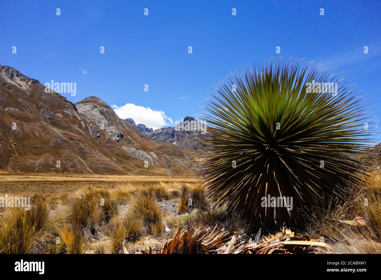Beautiful view of the Puya Raimondii plant in the Andes, Peru Stock ...