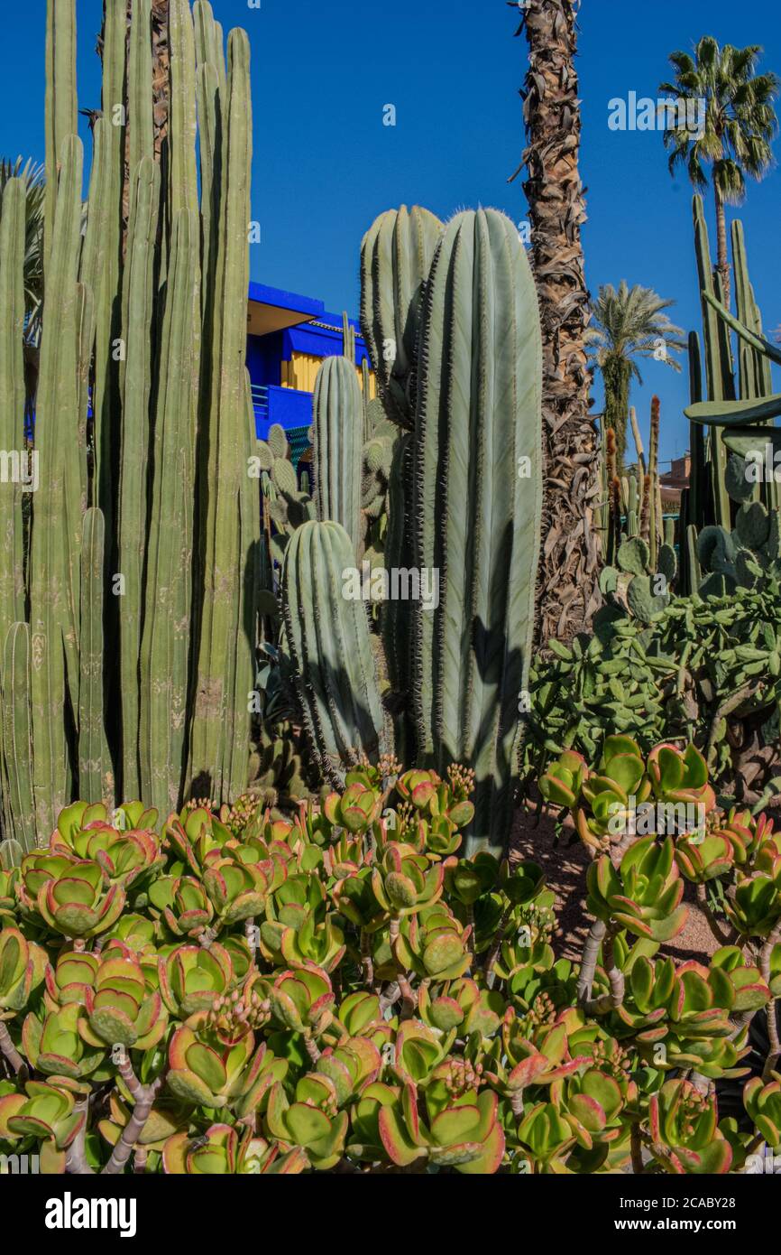 Vertical shot prickly blue hi-res stock photography and images - Alamy