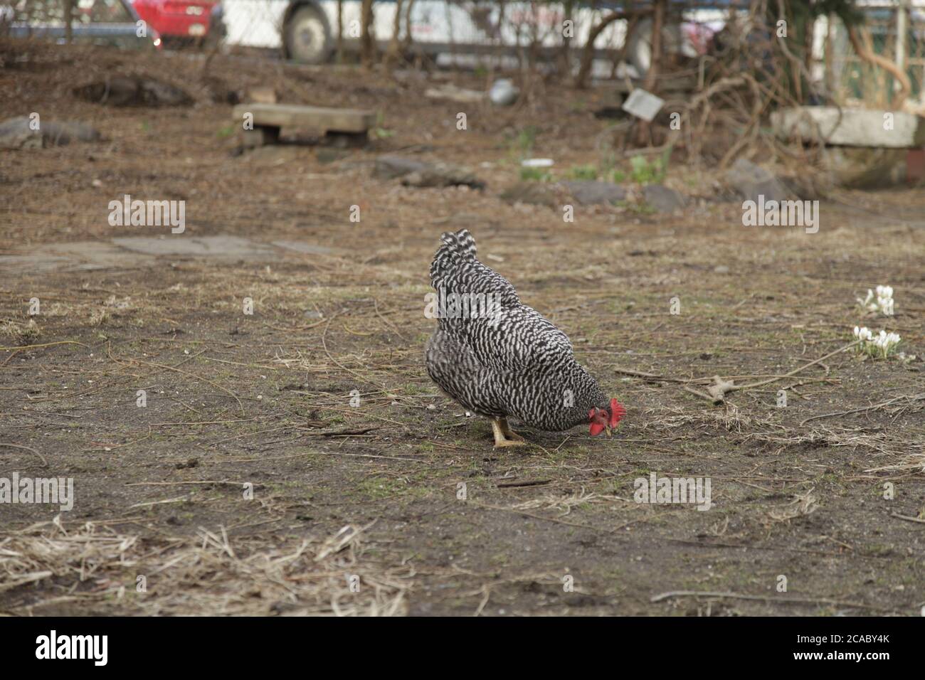 Large plymouth rock chicken eating feed from the floor of a farm Stock ...