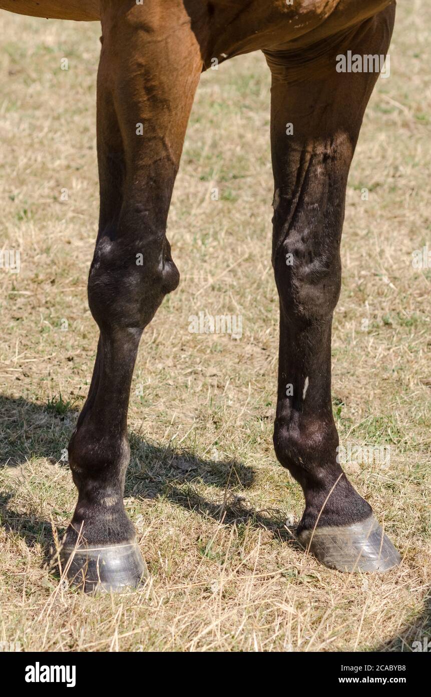 Horse Legs High Resolution Stock Photography and Images - Alamy