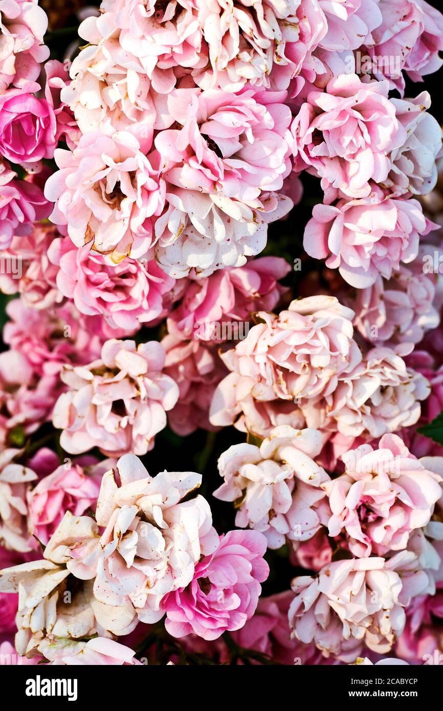 Small pink gentle roses background texture. Floral backdrop textures ...