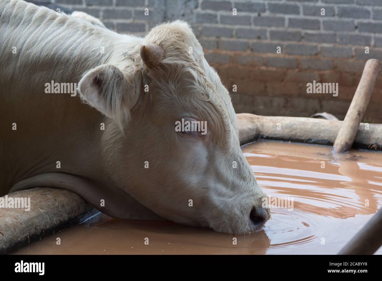 Closeup shot of cream cow drinking muddy water Stock Photo - Alamy