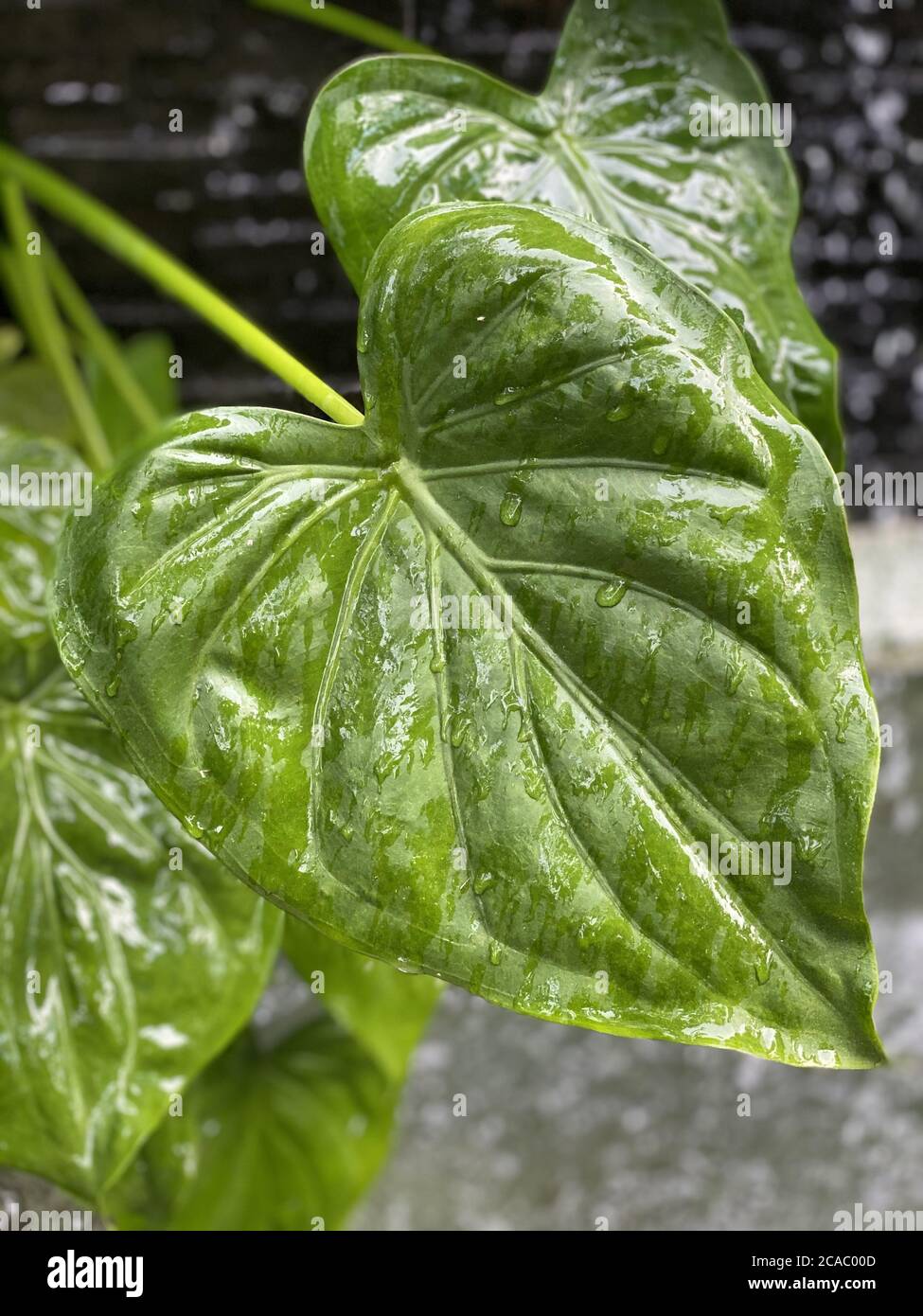 Vertical overhead shot of the leaf of a plant captured during the ...