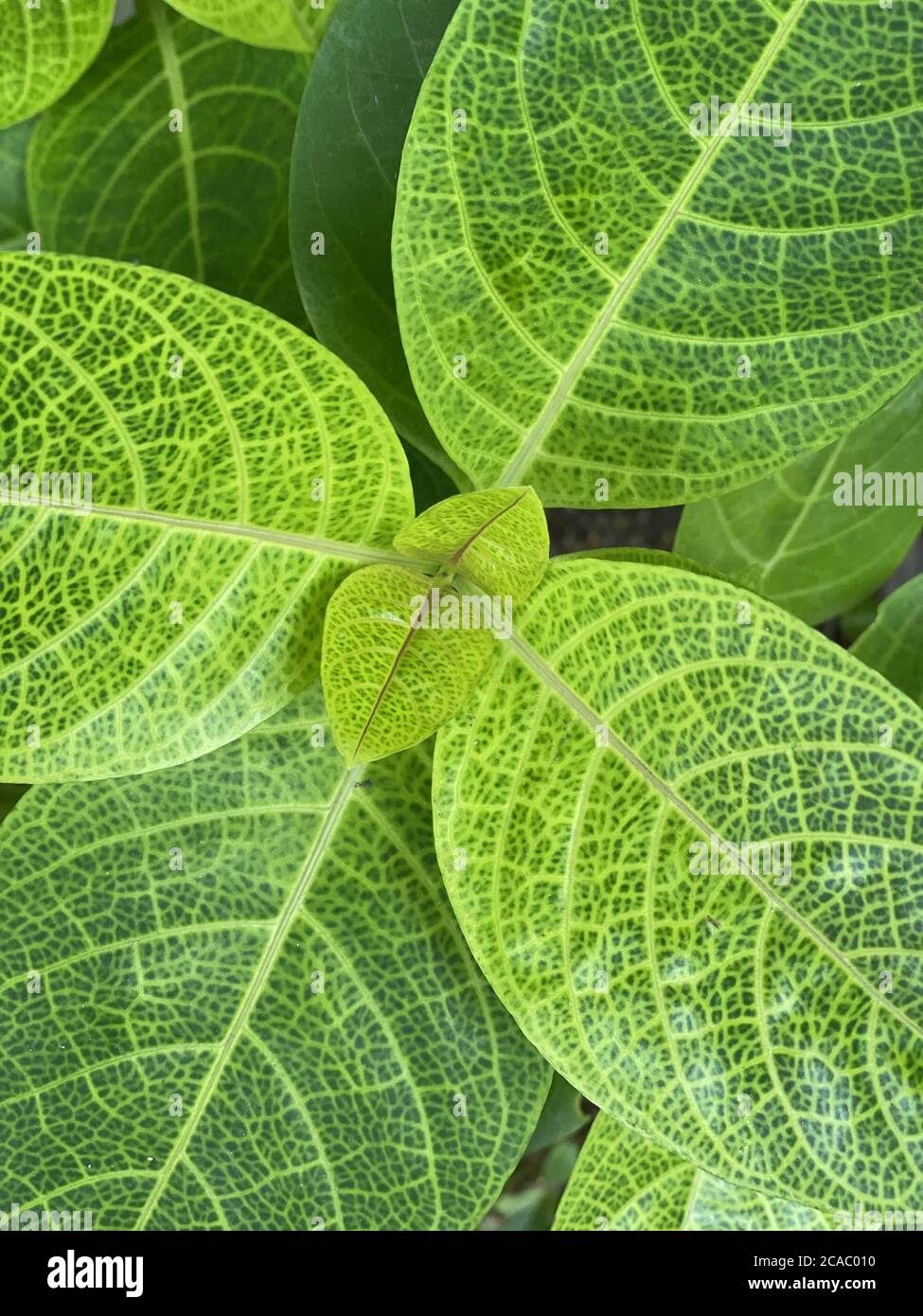 Vertical overhead shot of the leaf of a plant captured during the ...