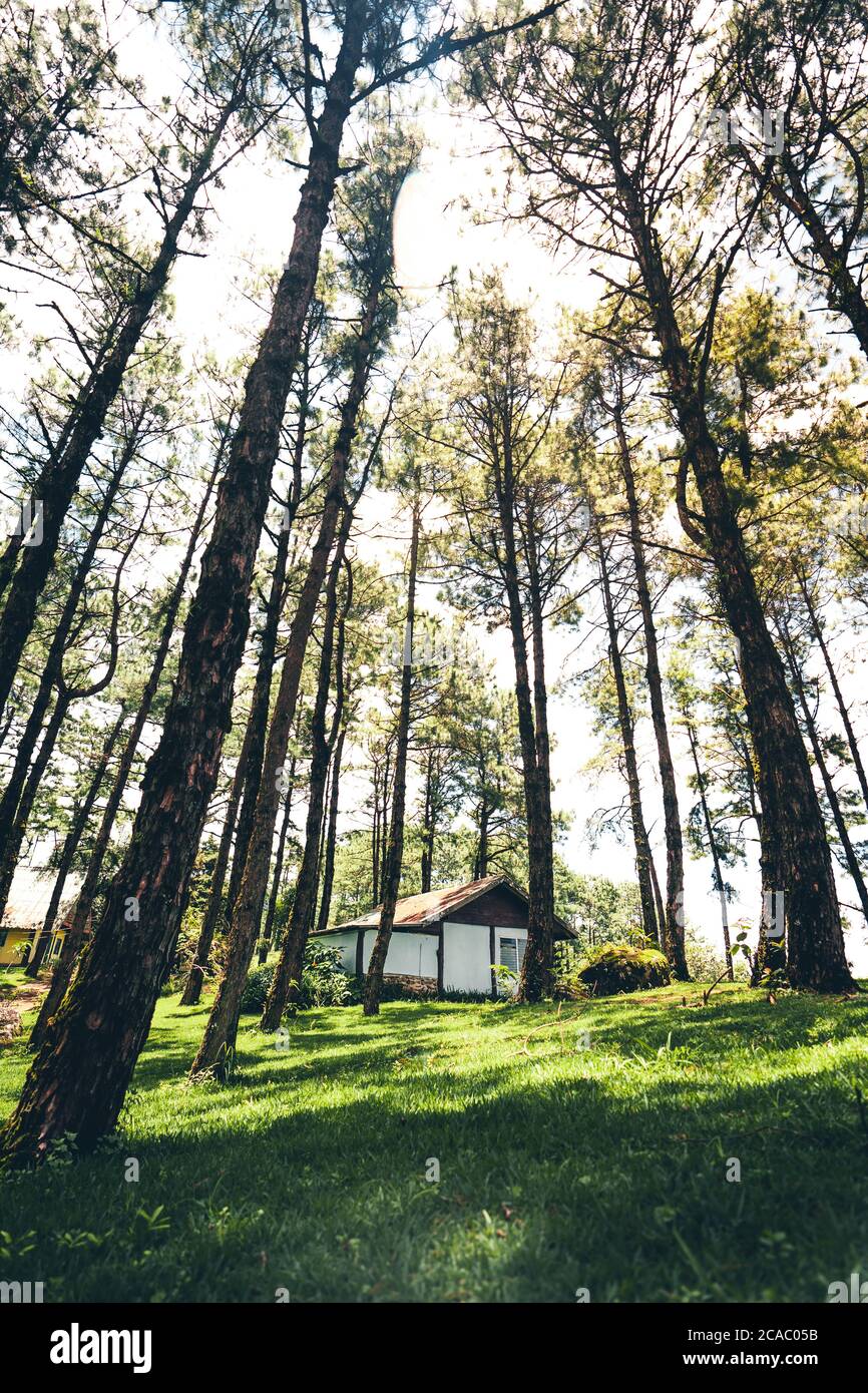 In the forest and green trees in the daytime Trees and lawns Stock ...