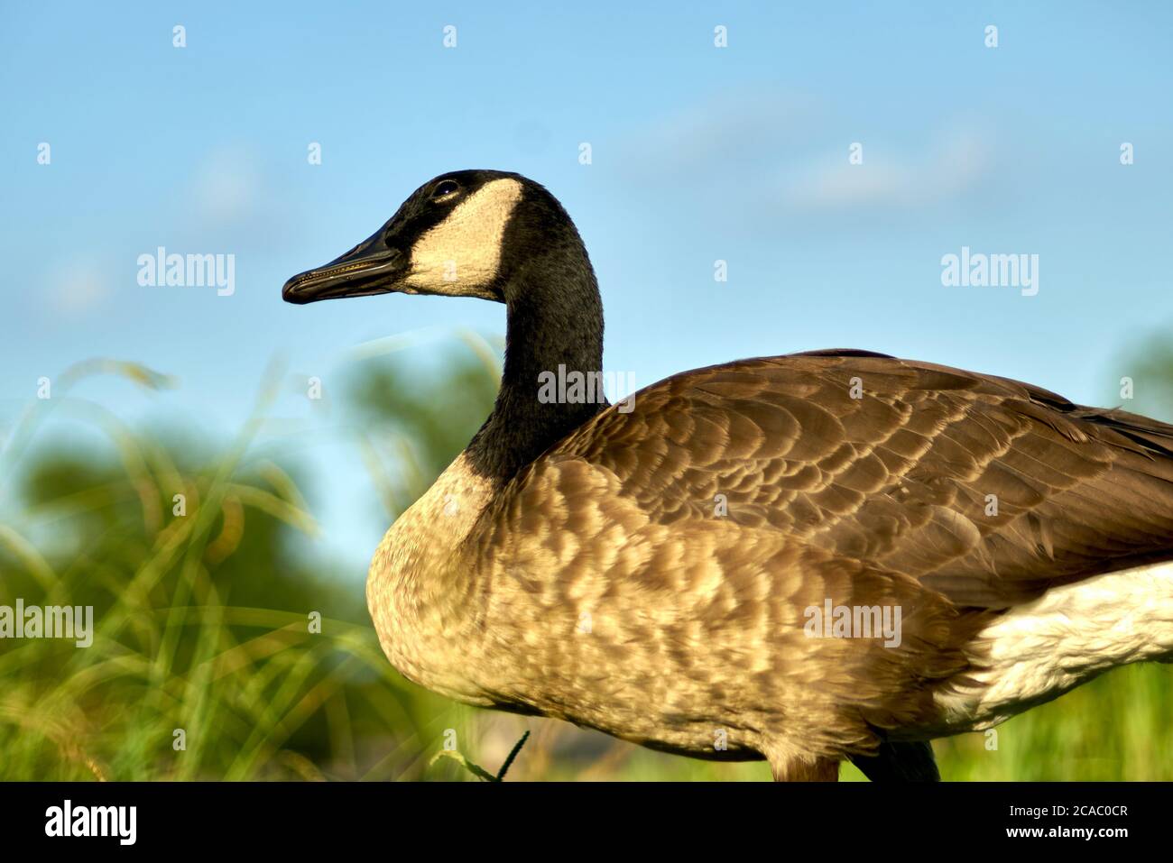 Low angle of brown duck Stock Photo - Alamy