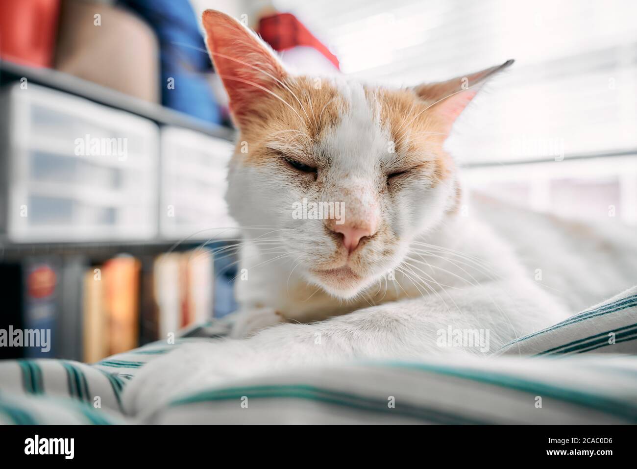 Short haired cats hi-res stock photography and images - Alamy