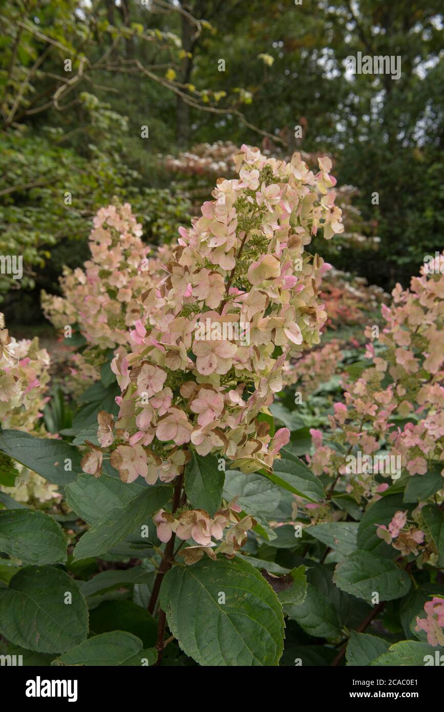 Flower Heads of a Hydrangea paniculata 'Burgundy Lace' Shrub Growing in ...