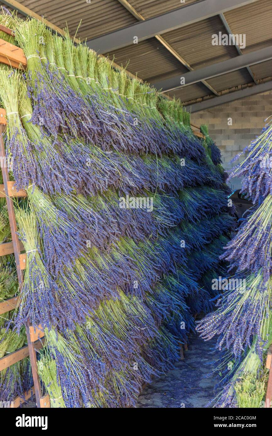 Hanging lavender bunches hi-res stock photography and images - Alamy