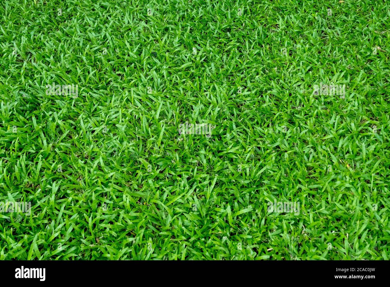 Green grass texture for background. Green lawn pattern and texture ...