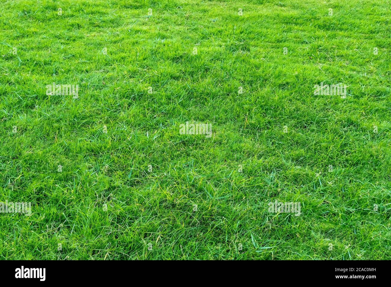 Background of green grass field. Green grass pattern and texture. Green ...